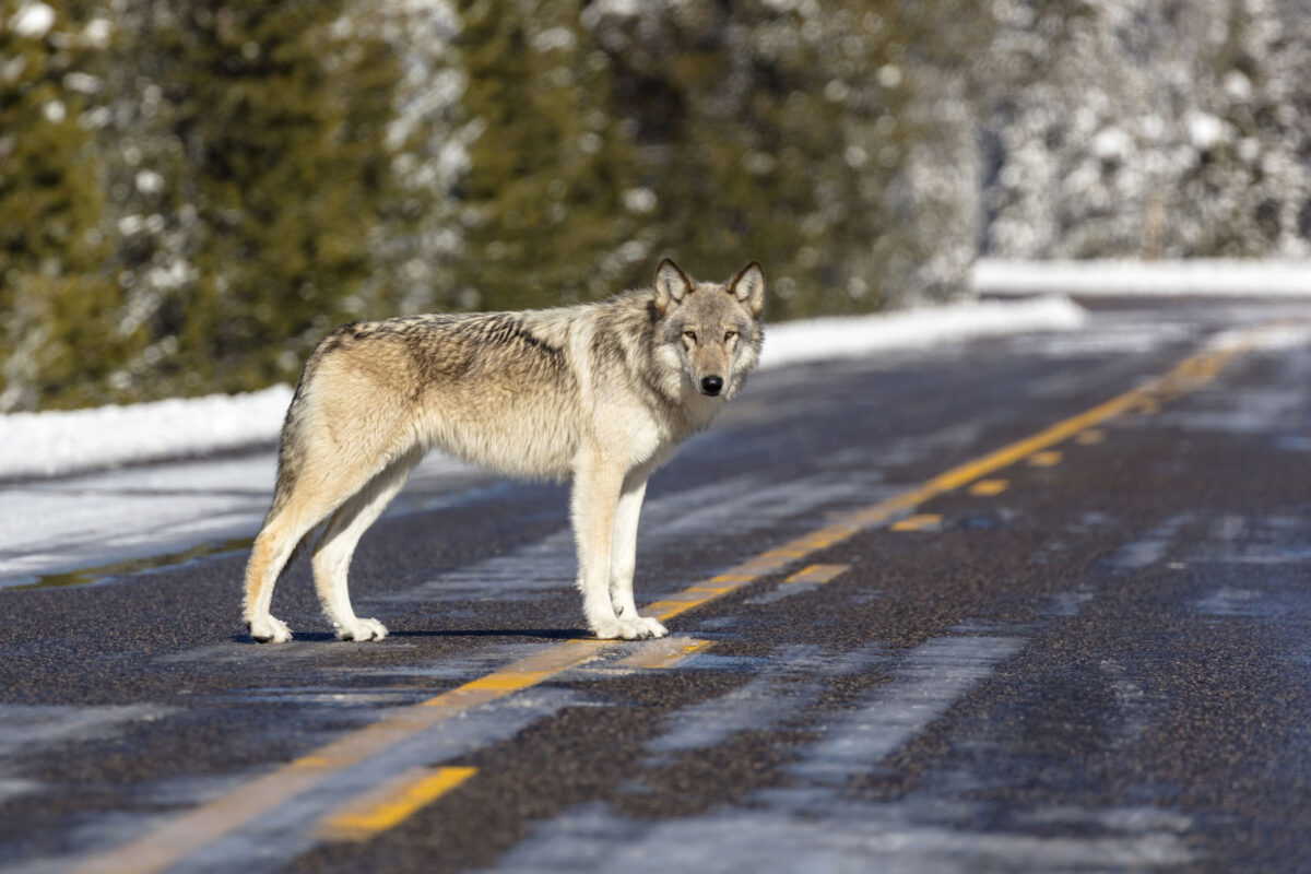 DWR prepares for impacts removing federal gray wolf protections will ...